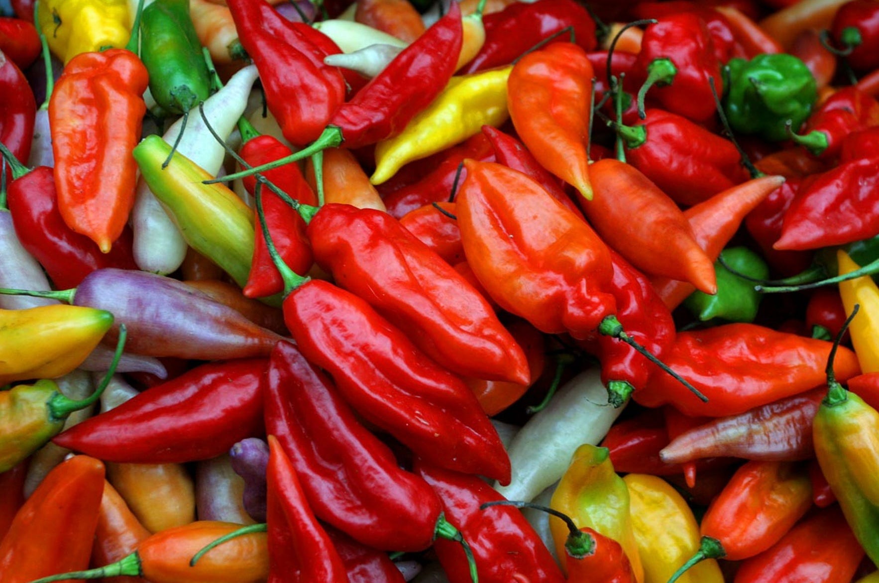🌶️ Could hot peppers be from Ecuador? - by Claire Cousino
