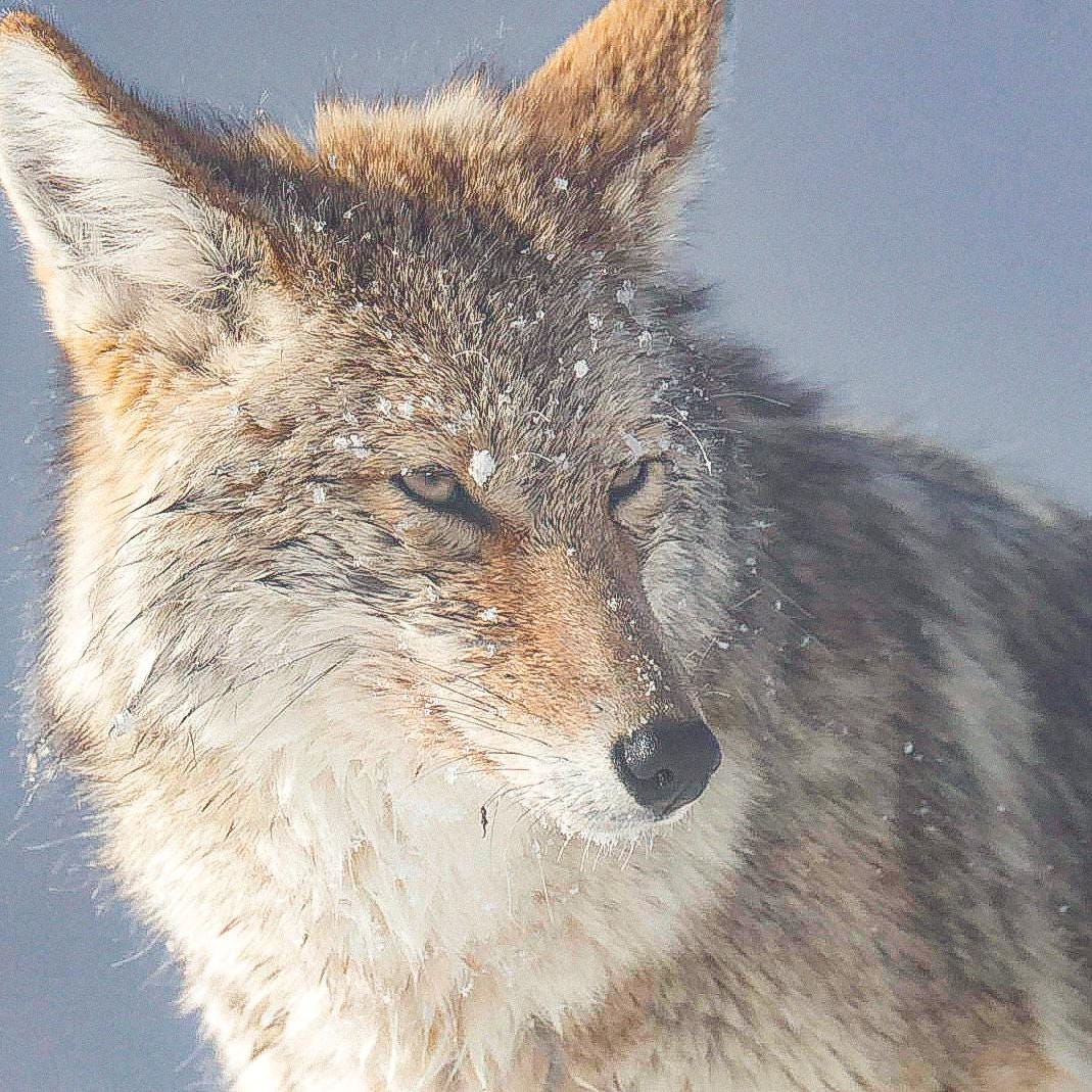 La historia de los lobos de Yellowstone - by David Ágreda