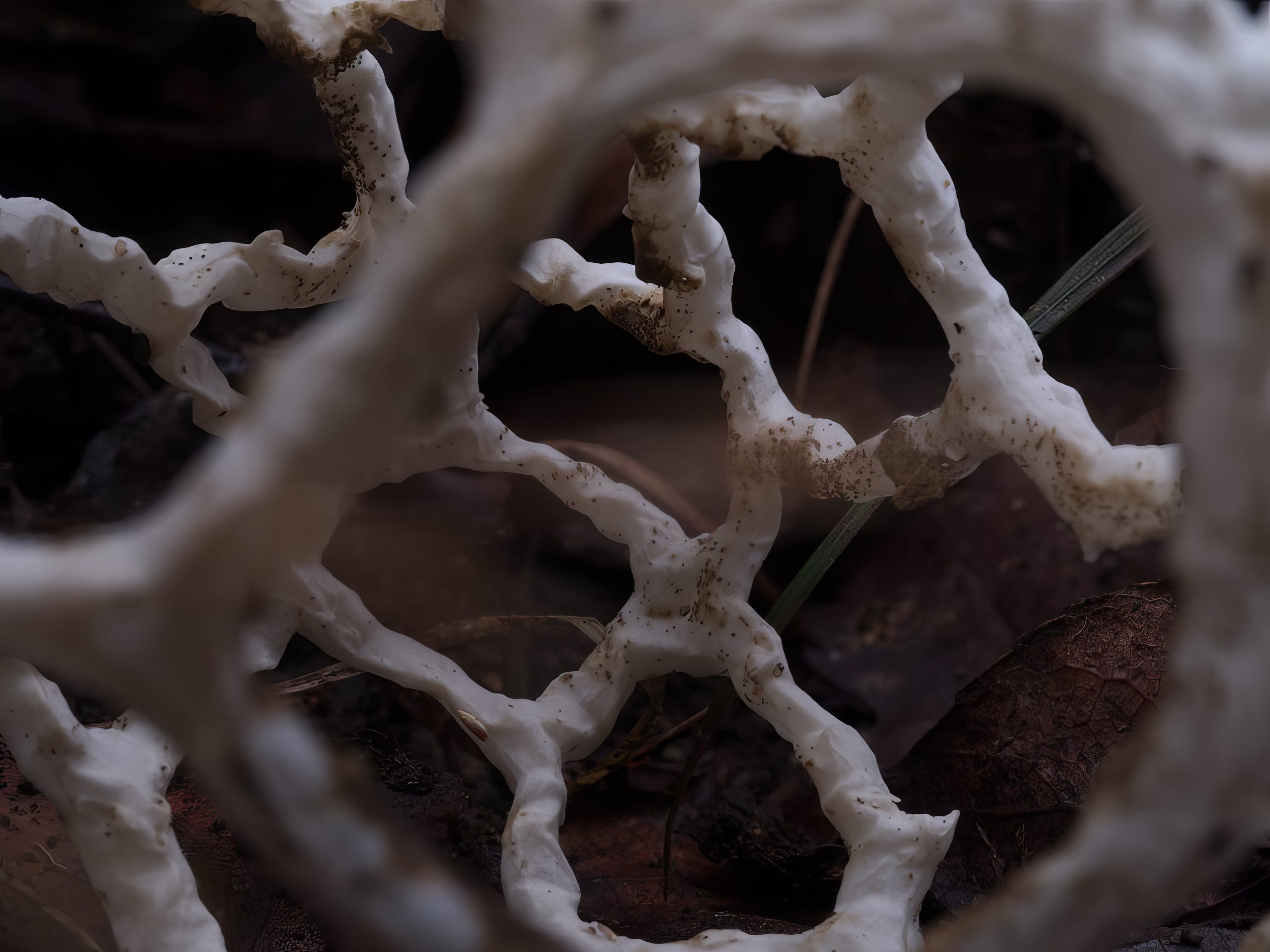 Stink Cages and Ghost Droppings: The Curious Tale of the White Basket ...