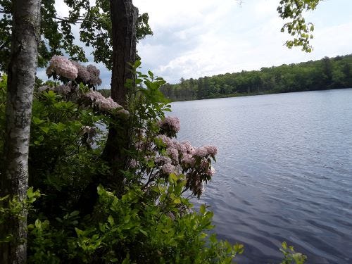 Hiking Arcadia Management Area in Rhode Island - by Sharon