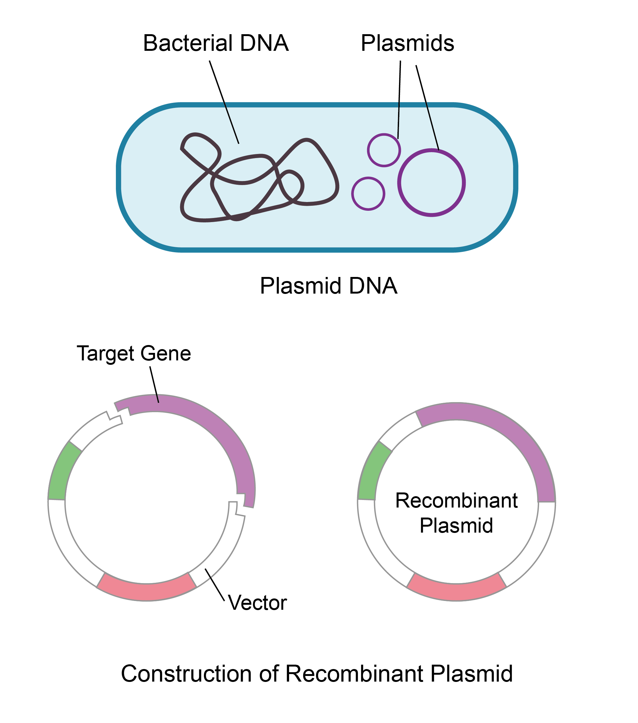 Ready or Not, Gene Therapy is Here - by Abud Bakri MD