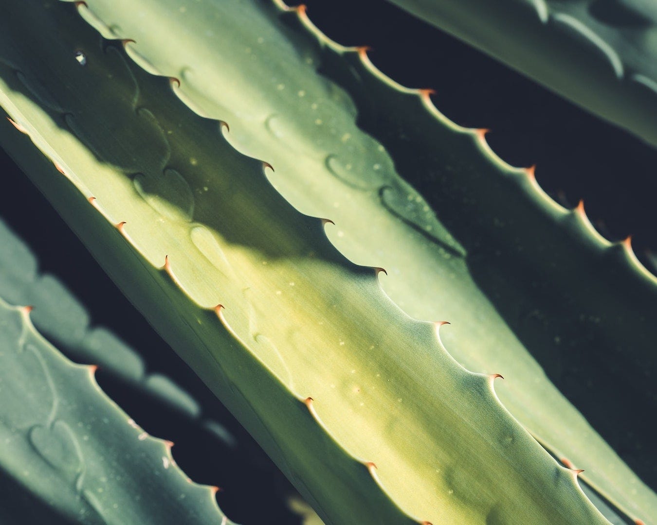 Acupuncture - by Alice Wilkinson - Addressing