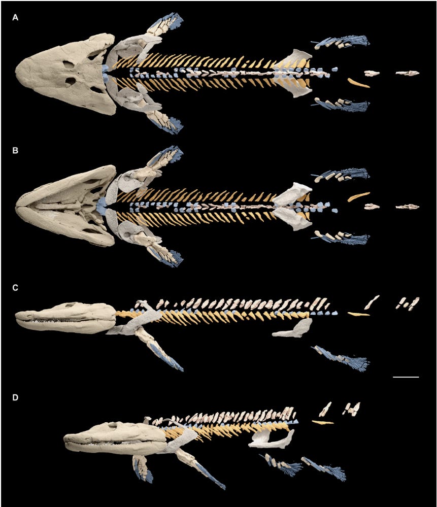 Locomotion: Animating Fossil Reconstructions to Demonstrate Marine to ...