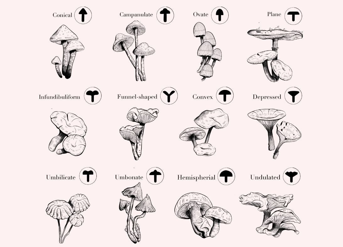 Mushrooms Dissected: Essential Anatomy for Foragers 🍄🔍