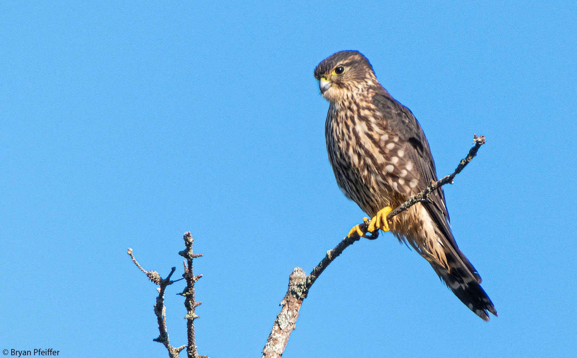 Hawks and Humans on a Burning Planet - by Bryan Pfeiffer