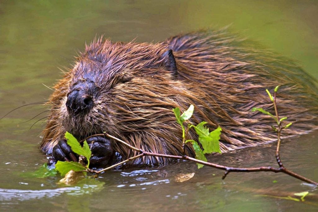 How Beavers engineer Ecosystems - Rewilding Academy