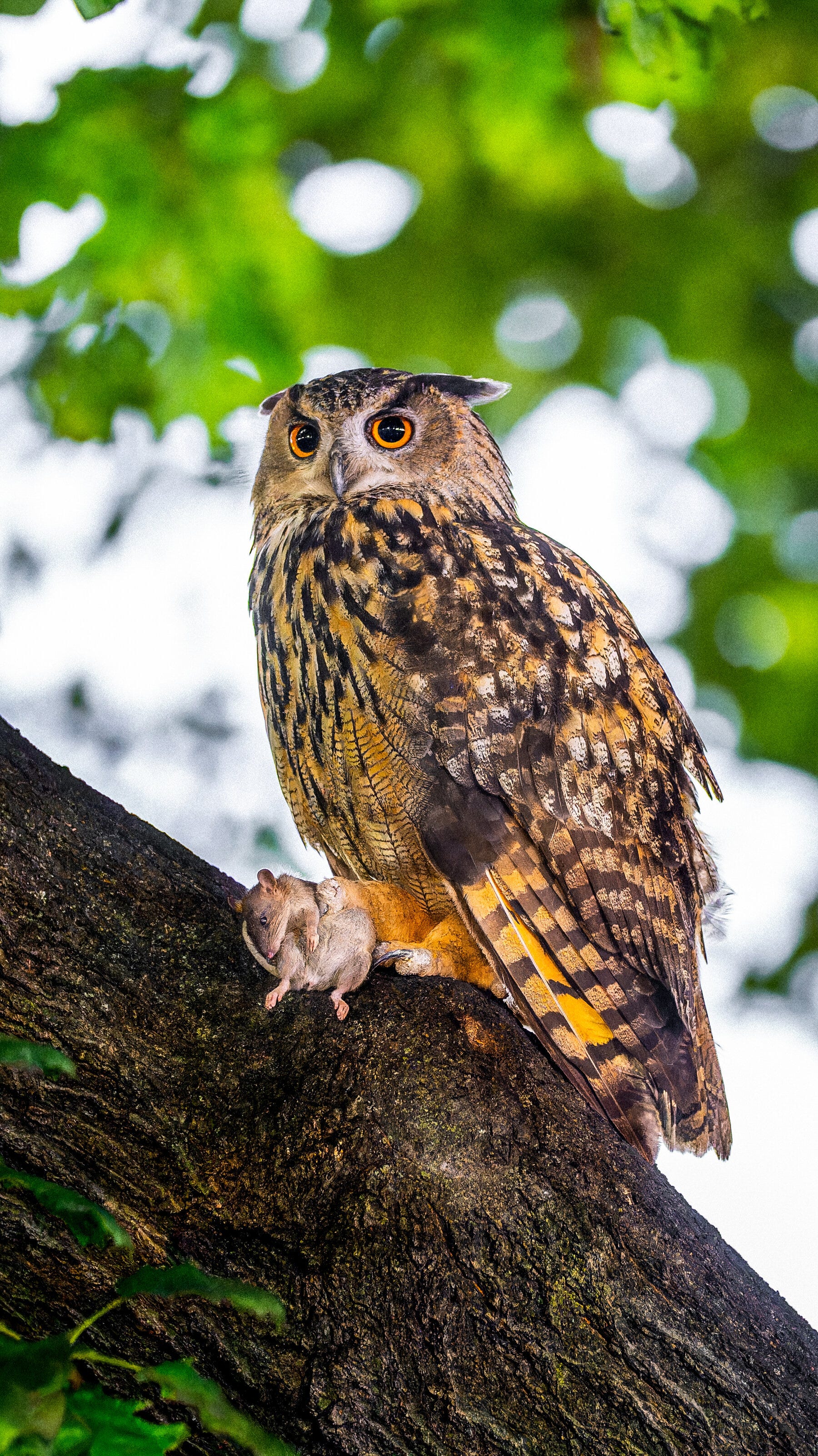 Be Kind, Be Bold, Fly Free: Remembering Flaco