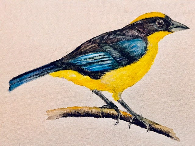 Visiting Artist: Amy Tan! (Part 2) - by Wendy MacNaughton