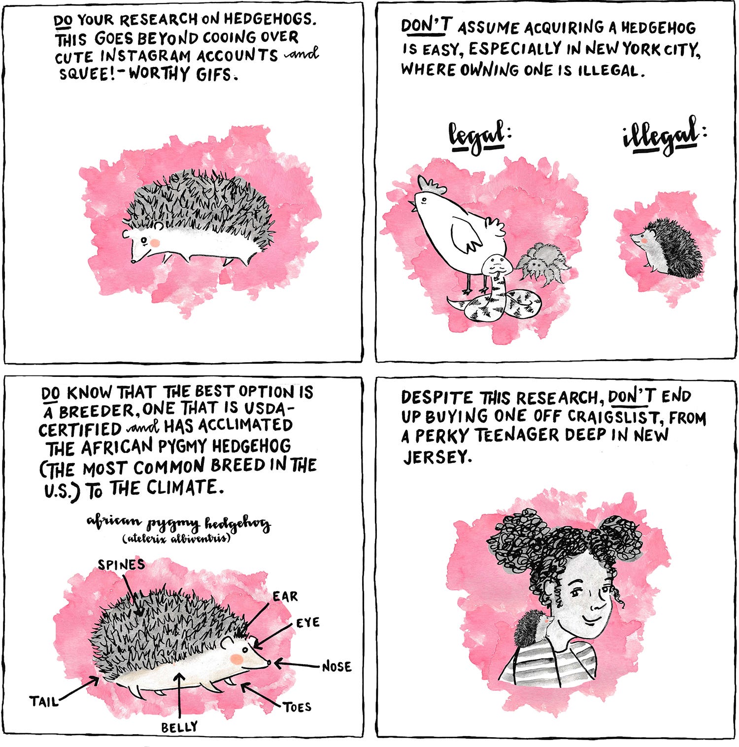 The Dos and Don’ts of Owning a Hedgehog In NYC