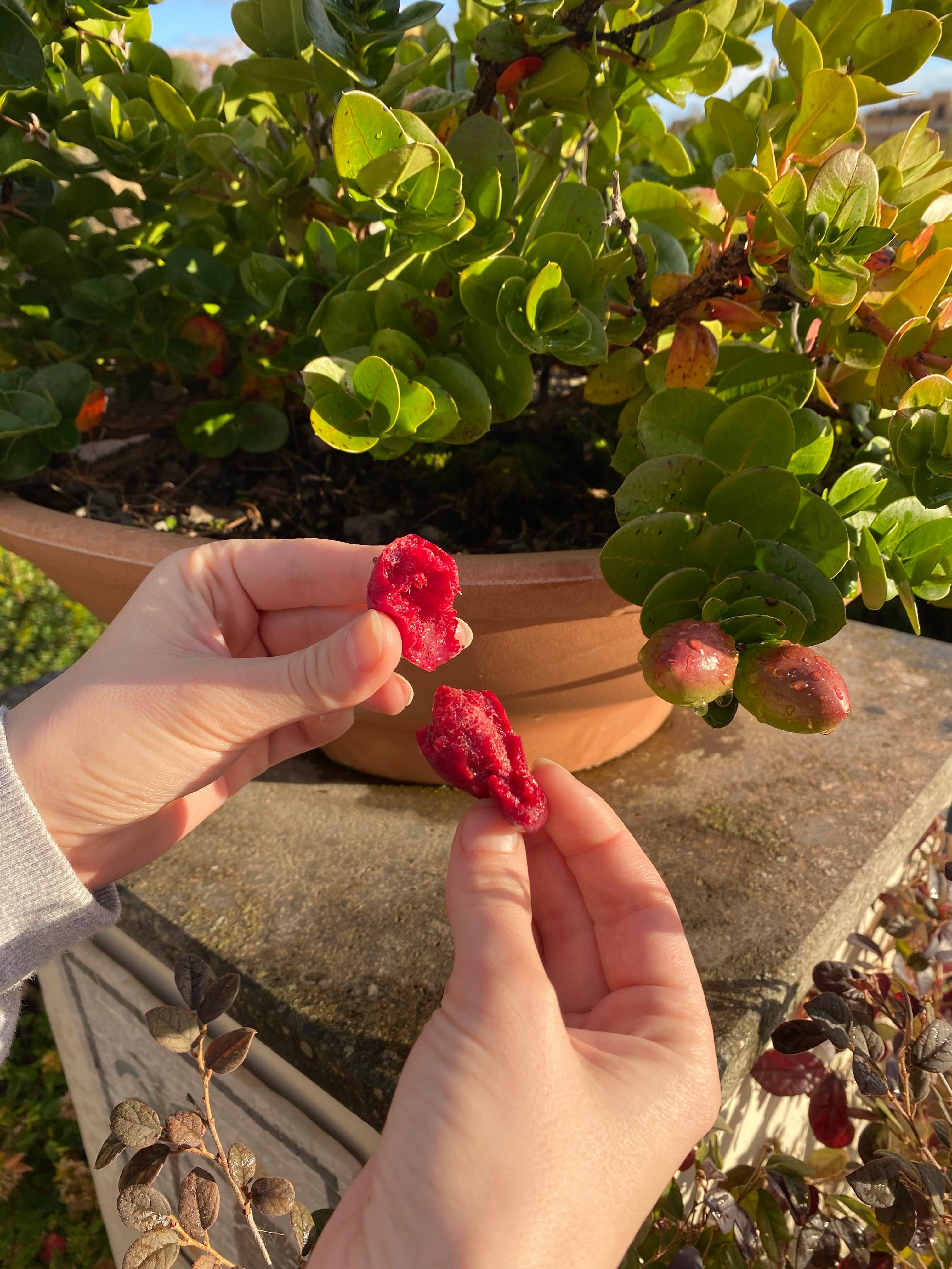 Piling onto the stack - by Elvia Wilk