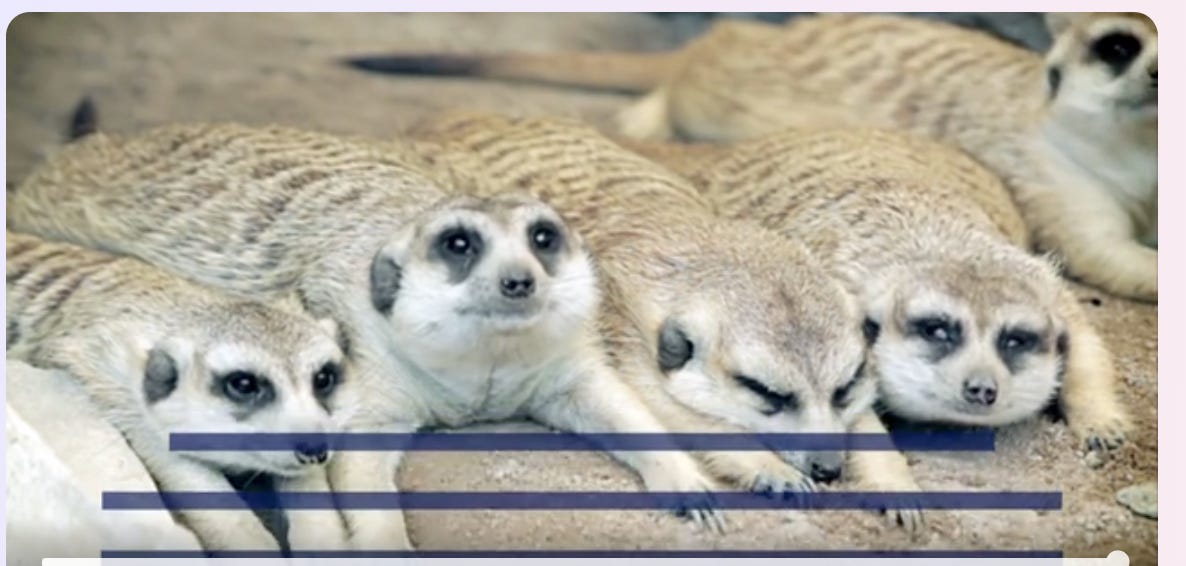 "Vaccinated" animals continue to "die suddenly" at zoos throughout the ...