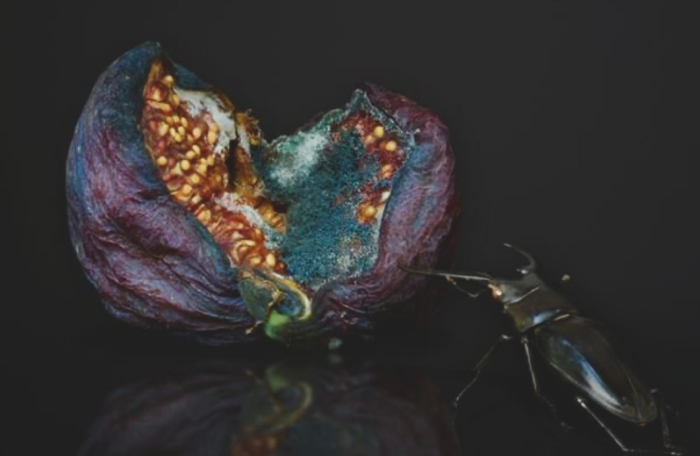 rotten fig tree analogies - by Sudana Krasniqi