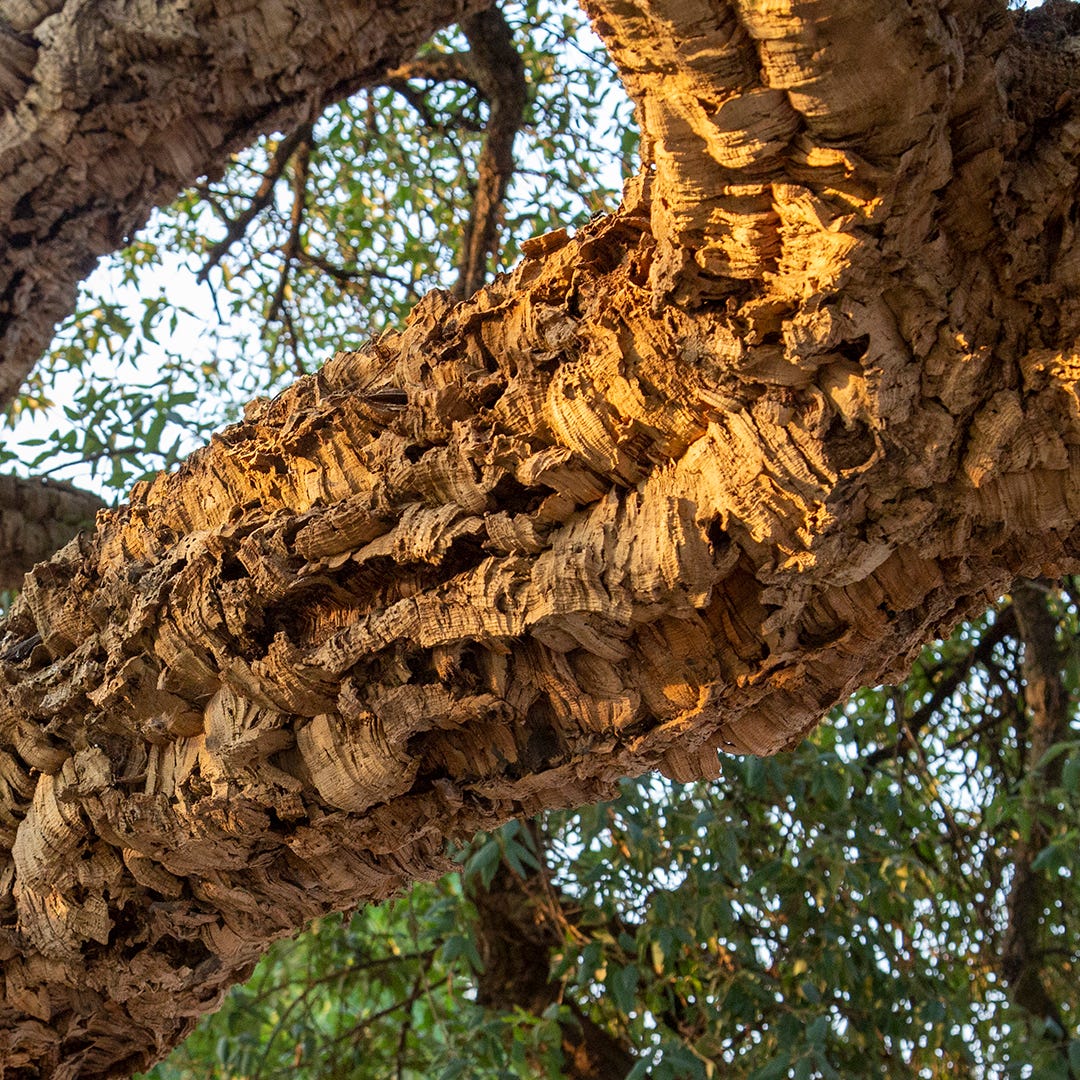 50. North Circular Cork Oak - by Paul Wood