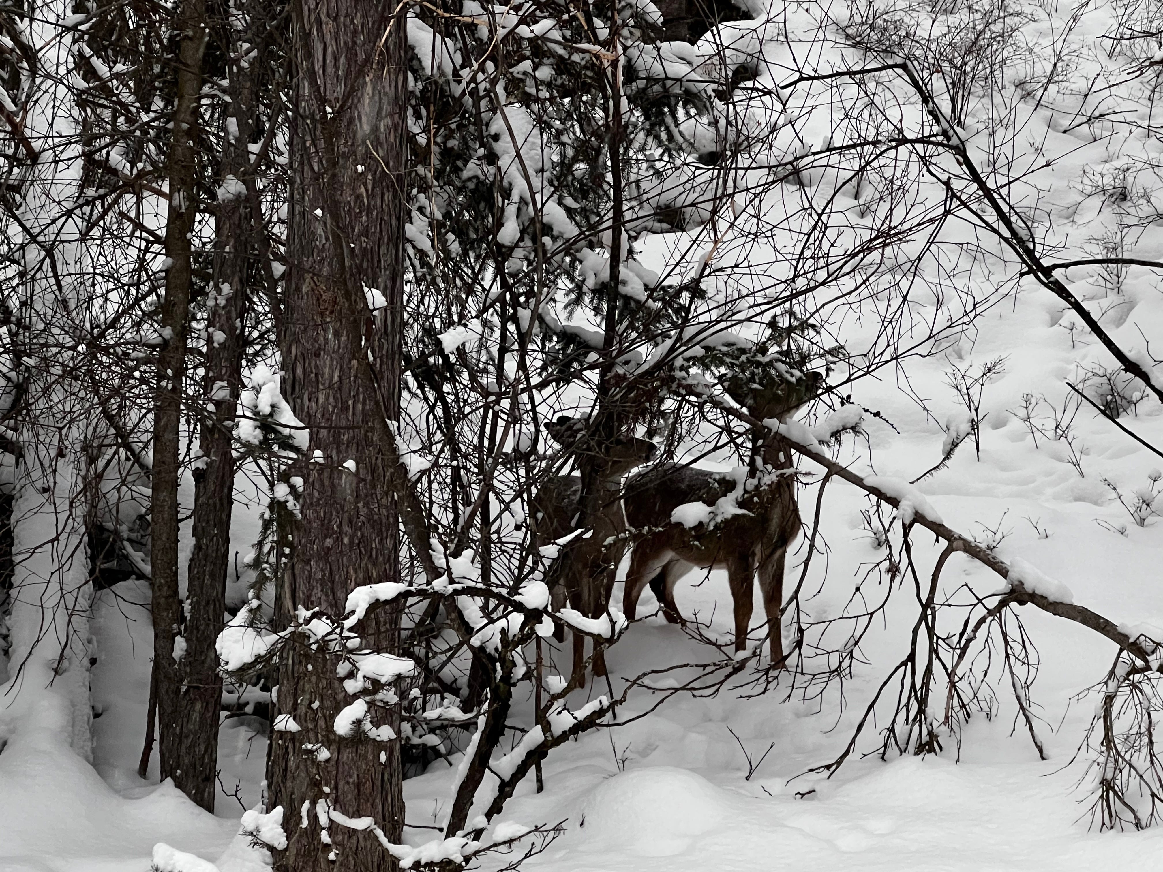 Planting the seeds of subversion - by Antonia Malchik