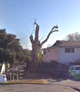 Announcing the Eagle Tree Clone Distribution Project