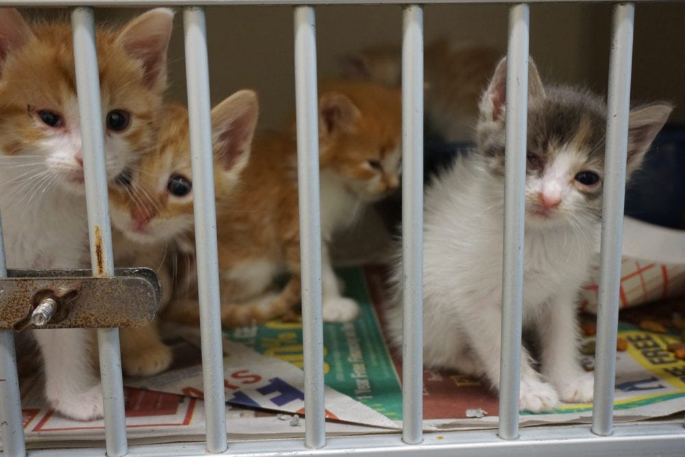 Best Friends betrays "shelter" animals on death row... again