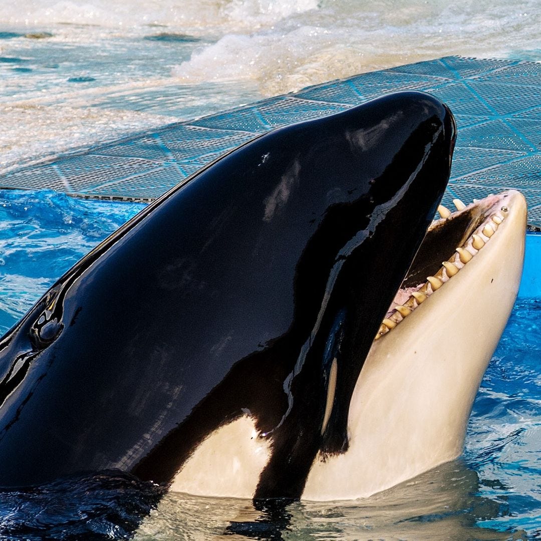 The fate of Orcas are intertwined with our own