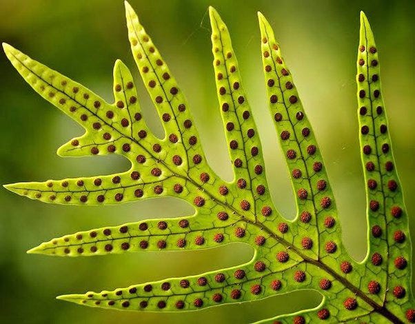 Rhymes With Orange - by Jerry Hensel - Jerry’s Substack