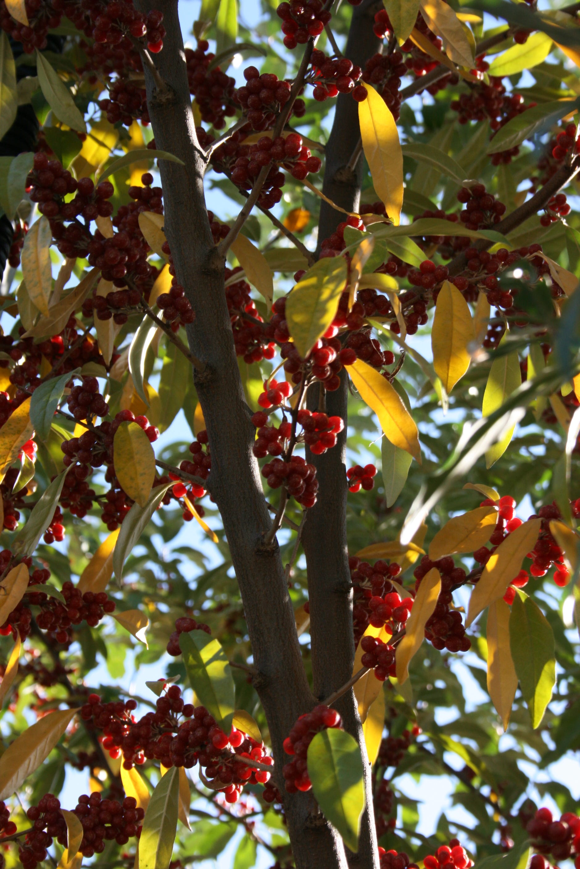 Balkan Ecology Project : Polyculture Profiles - Perennial Productive ...
