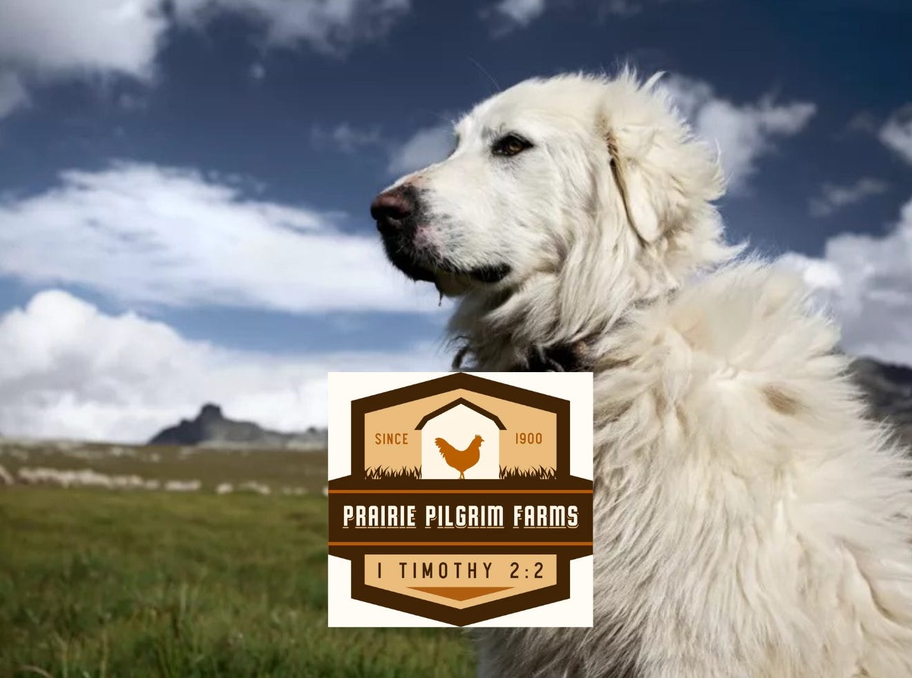 What's the Best Homestead Dog Breed? - by JD Hall