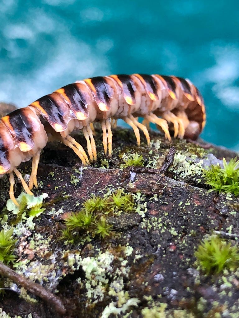 Millipede Stampede - The Earthmonk Journal