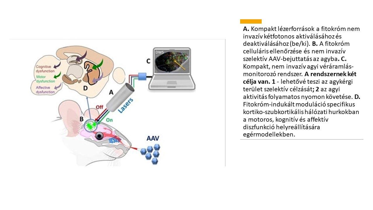 NEUROPA Projekt - újabb magyar kutató jeleskedik a nemzetközi ...