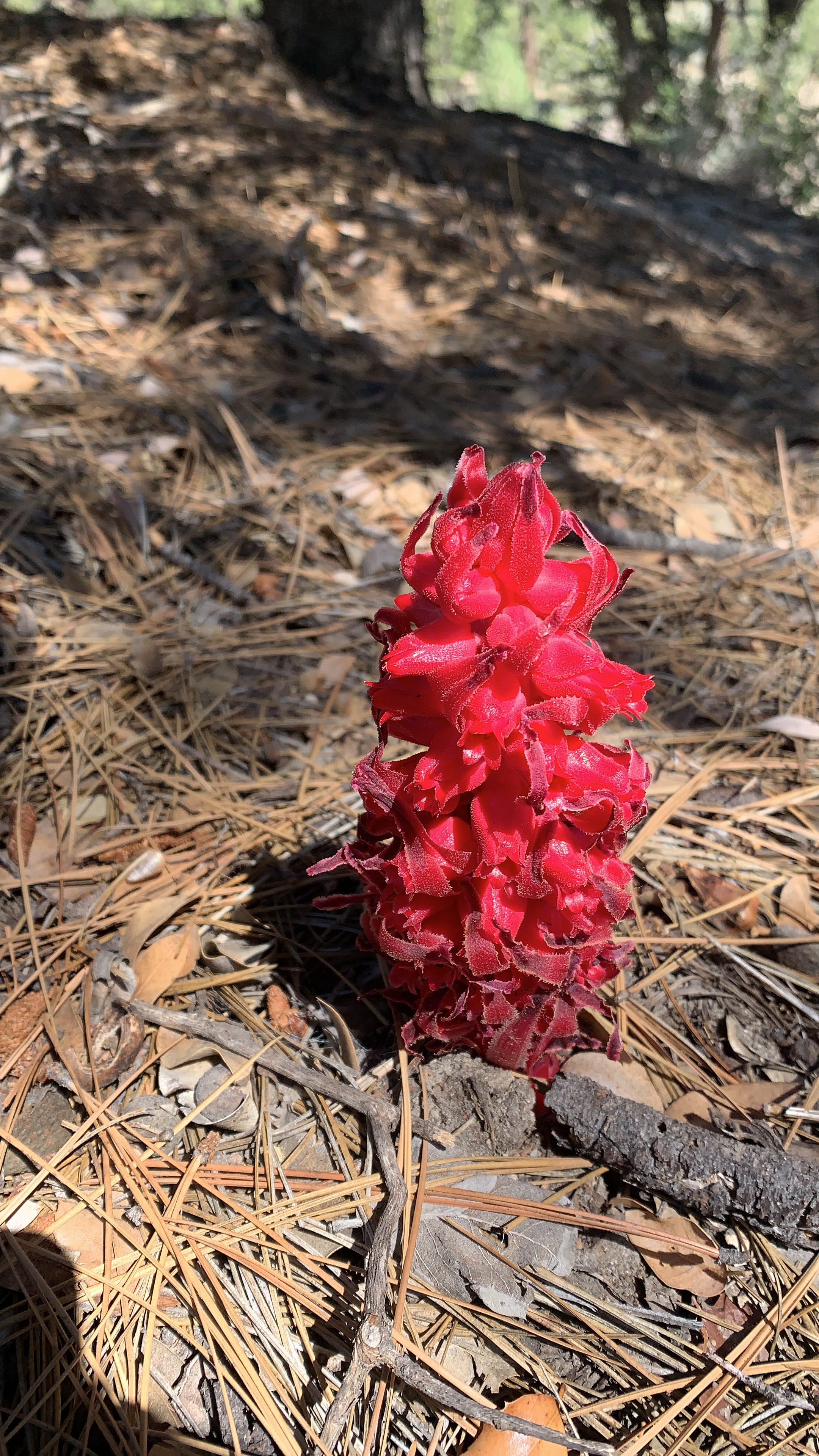 Jordan Yanowitz | Substack