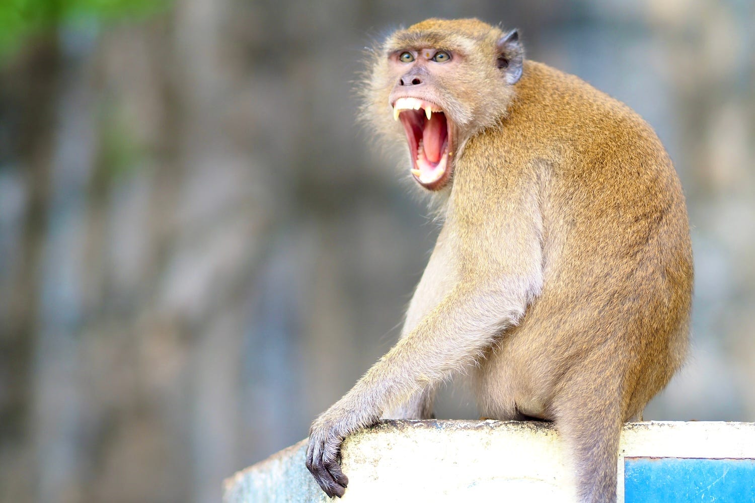 Monkeys roaming in Central Florida, including backyards and school drop ...