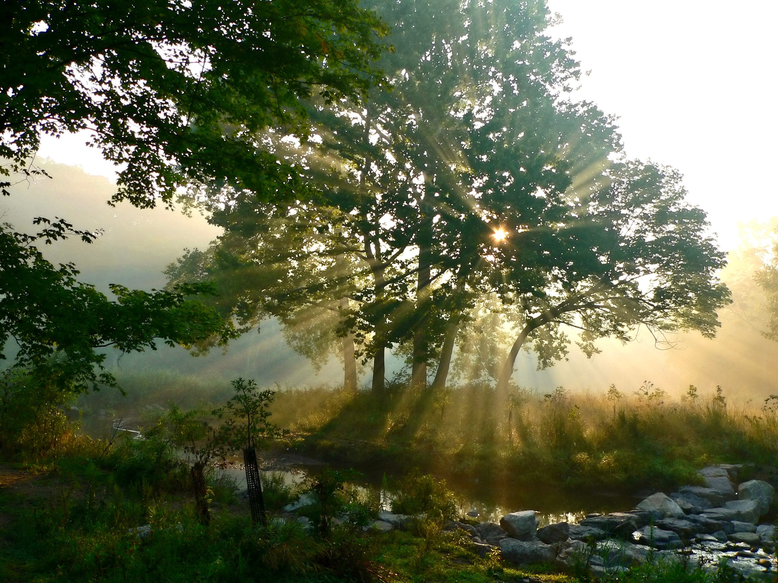 What is Tree Therapy? - by j.e. moyer, LPC