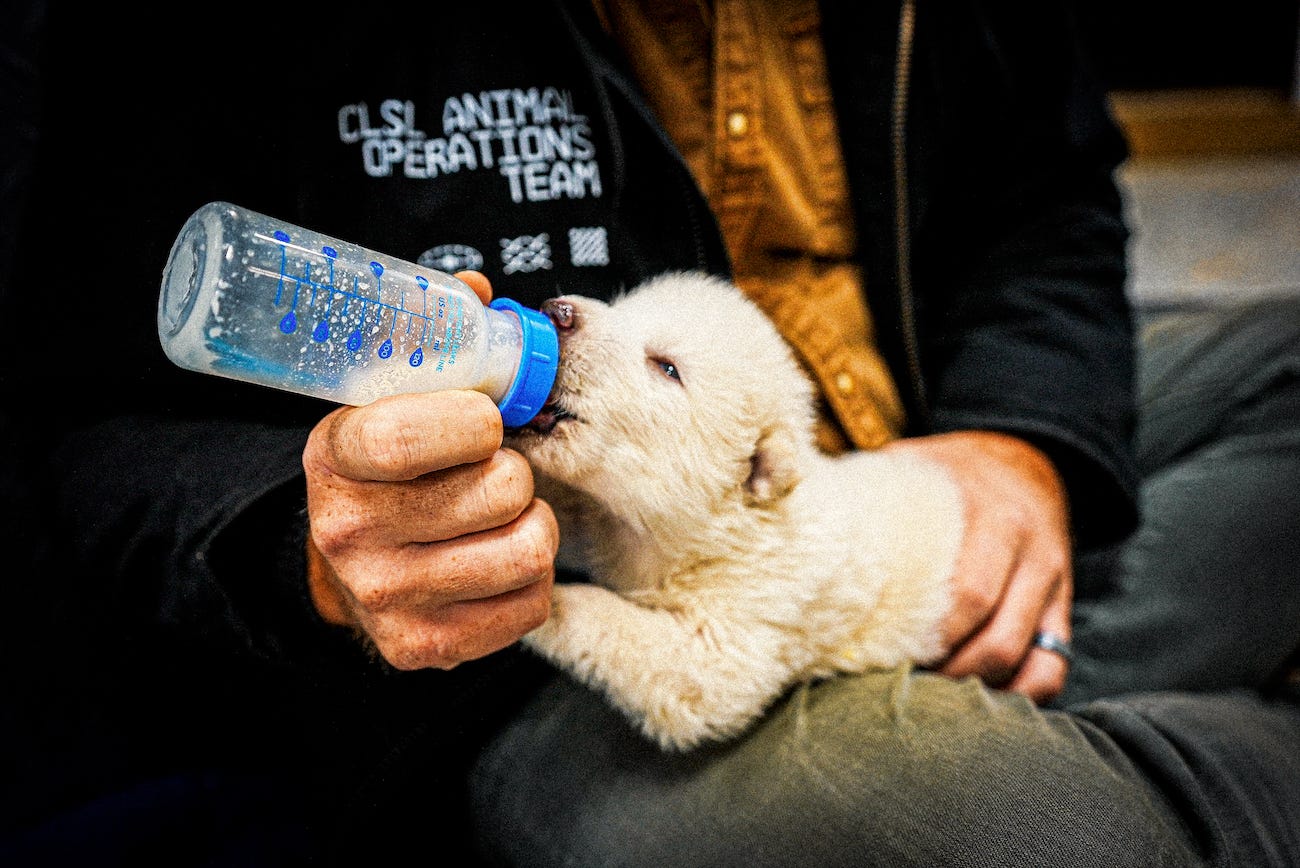 The Case for the Dire Wolf - The Breakthrough Journal