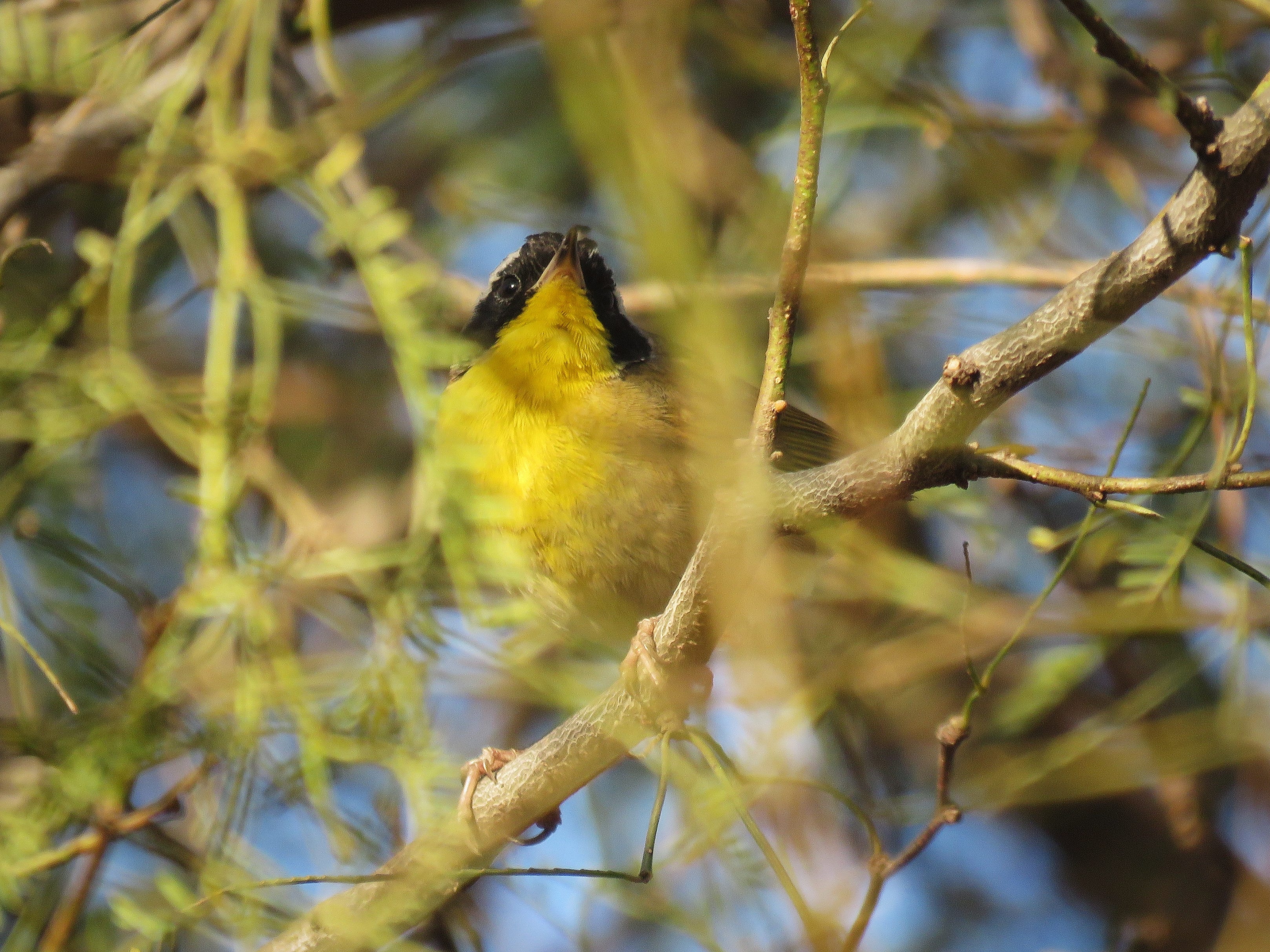 El Arañero de Vincha en el Finky - by Juan Zara