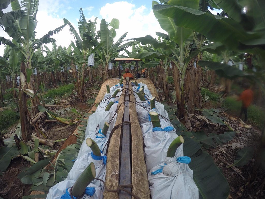 🚜 🍌 🌴 The Strangest Job I've Ever Had