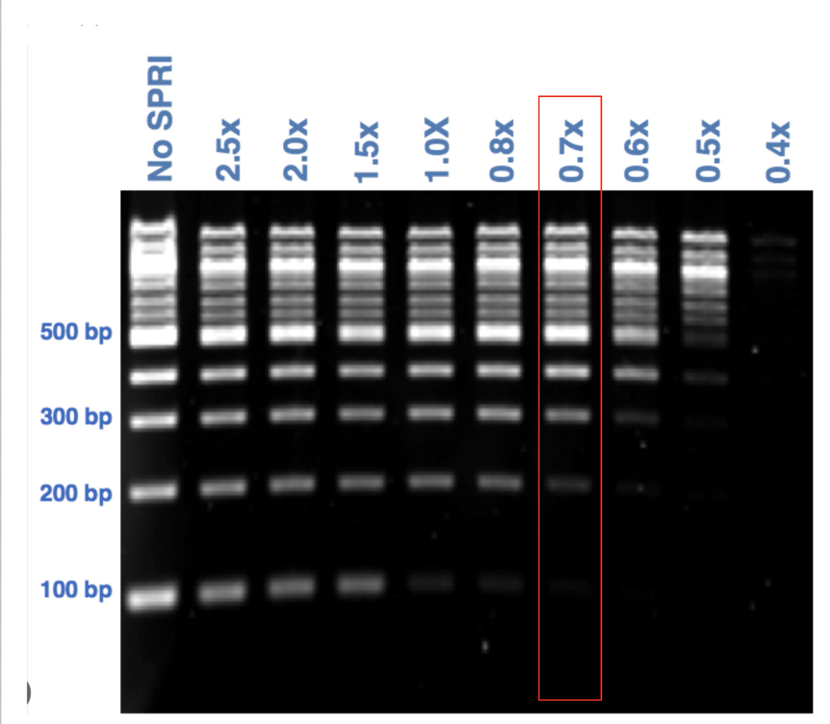 DNA fragments detected in monovalent and bivalent Pfizer/BioNTech and ...
