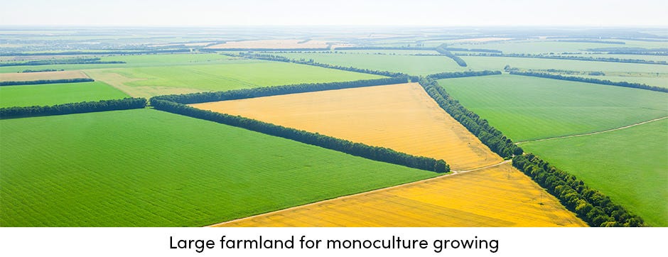 The Cocoa Supply Chain: On Monocropping and Financial Hedging