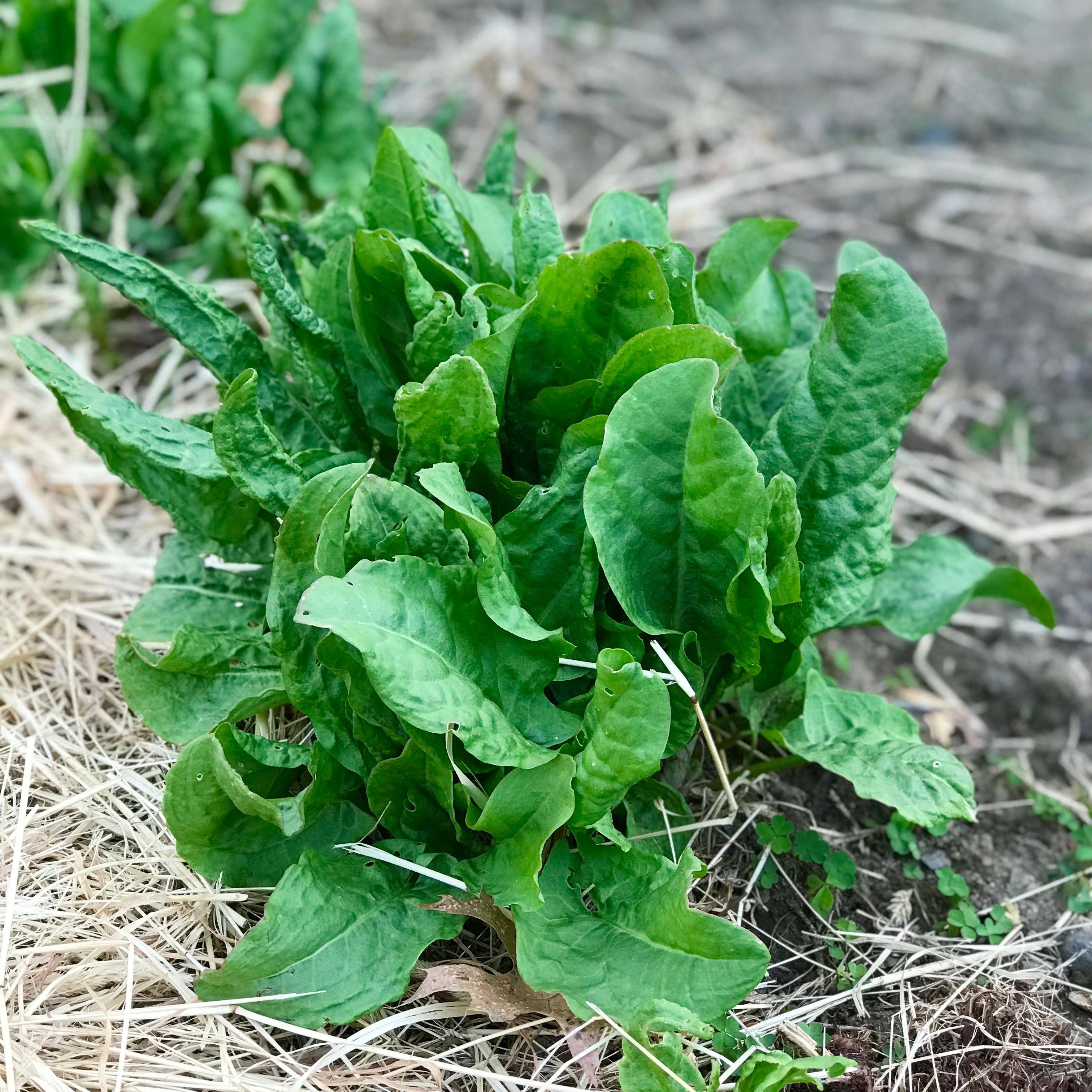 Sorrel - by Edward Behr - The Art of Eating