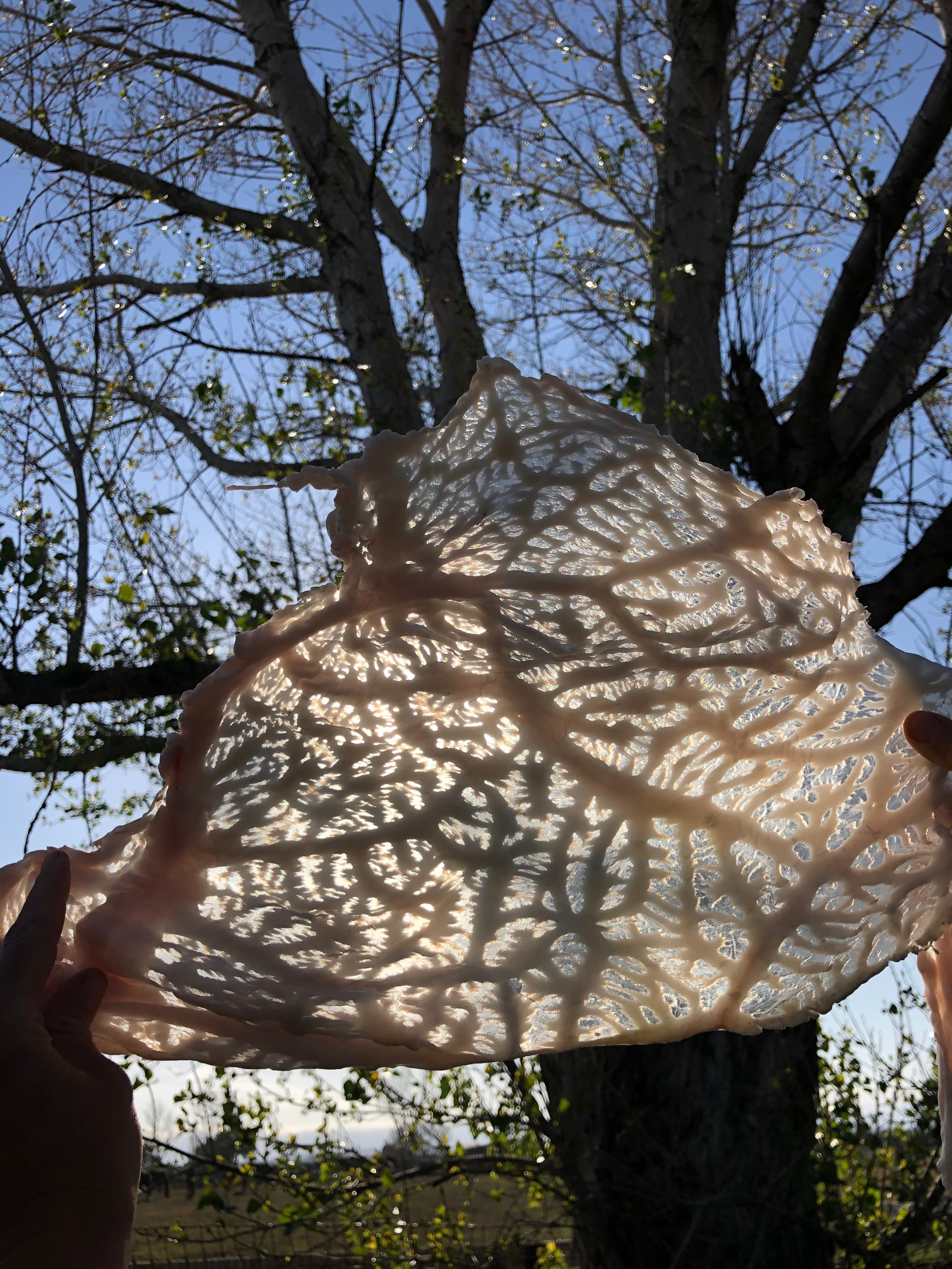 Alexis Slutzky | Substack