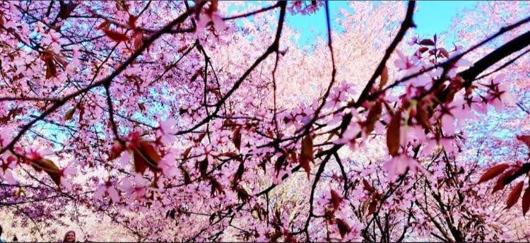 Focused and diffused mode of thinking - by Emma Abbas
