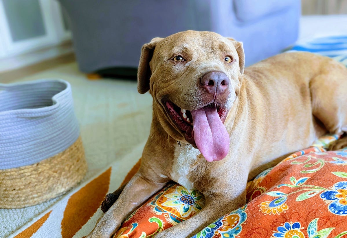 Fostering a Living Meme - by John A. Daly - The Daly Grind