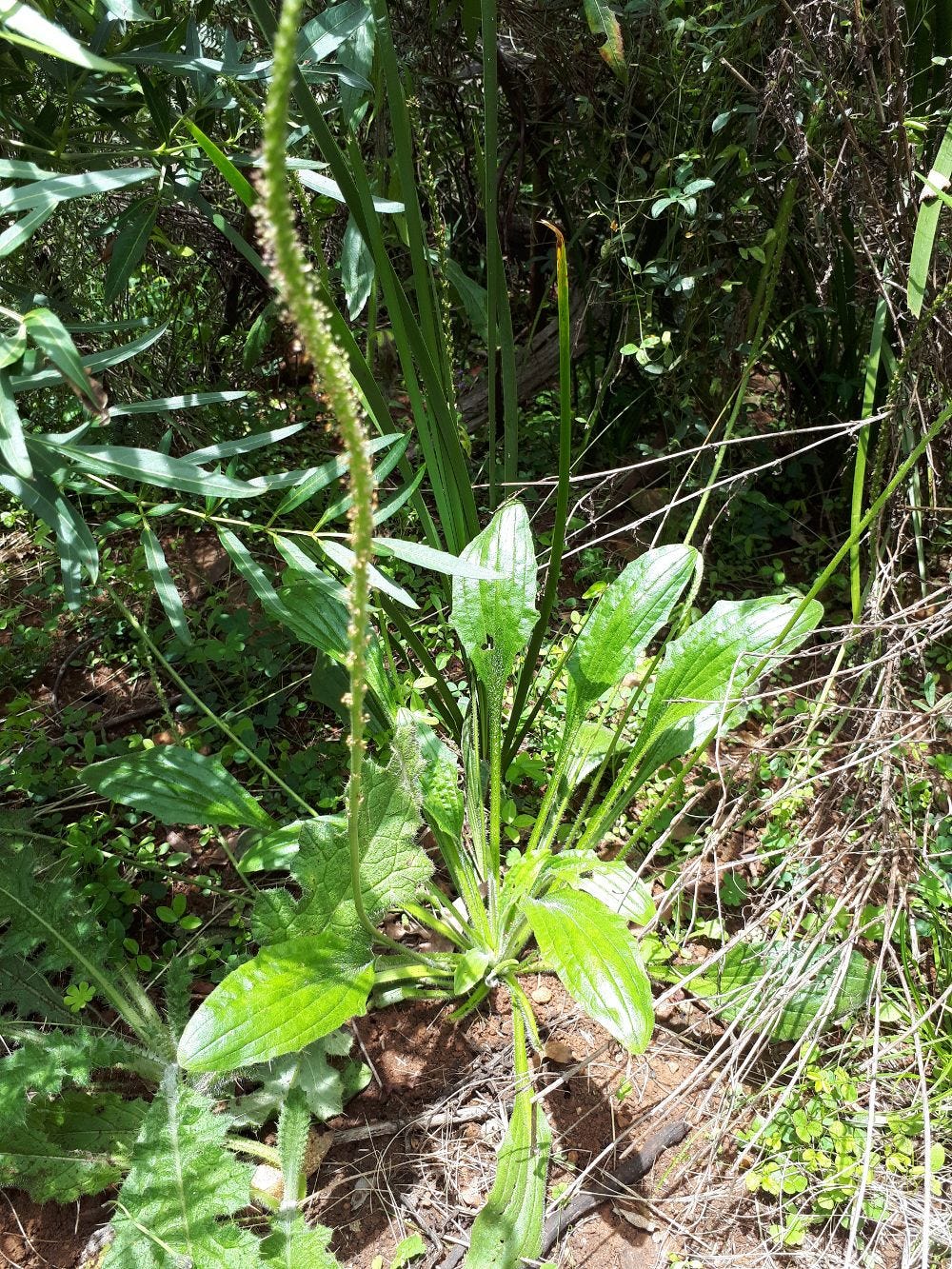 Native Ribwort/Plantain - by J.P. - Bush Food Forager