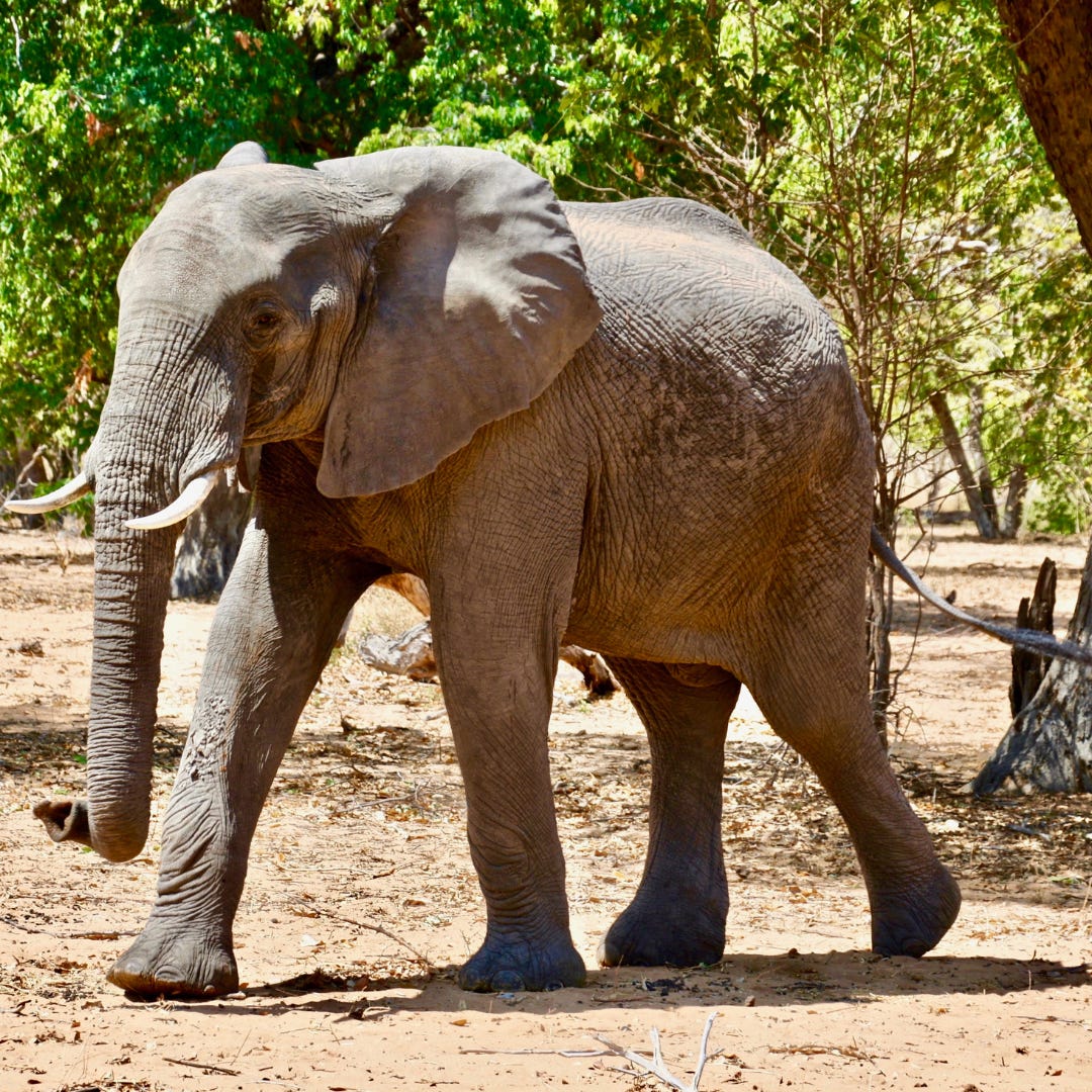 WYSIATI: De ce vedem lucrurile diferit - by Dana Ilies