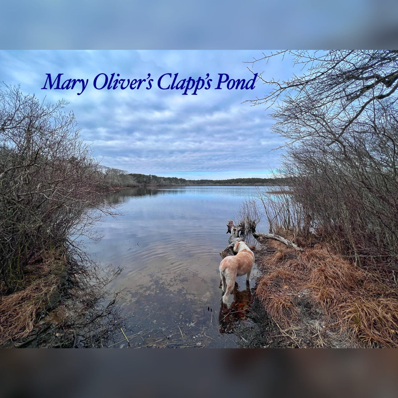 Tom Ryan, Author | Substack