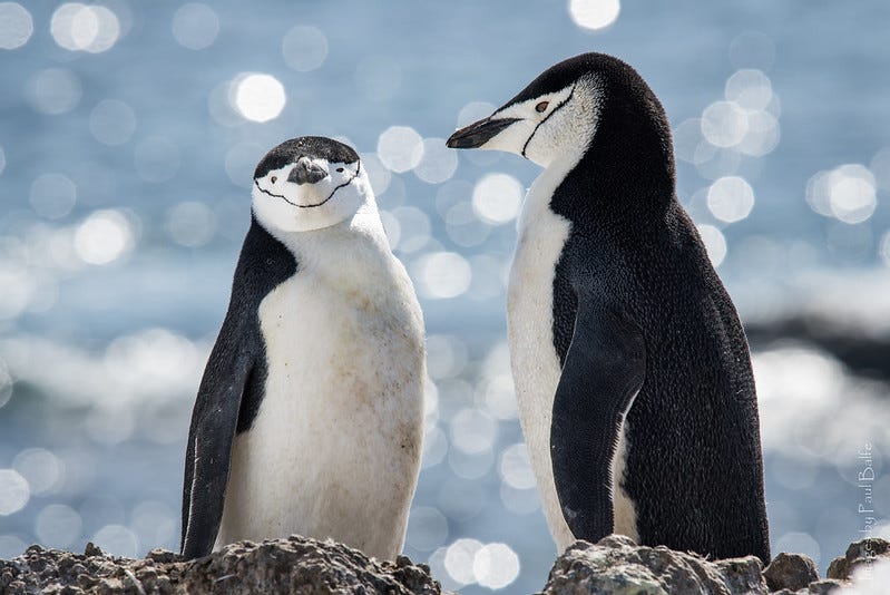 Birds of the Week: Roy and Silo, the Gay Penguins