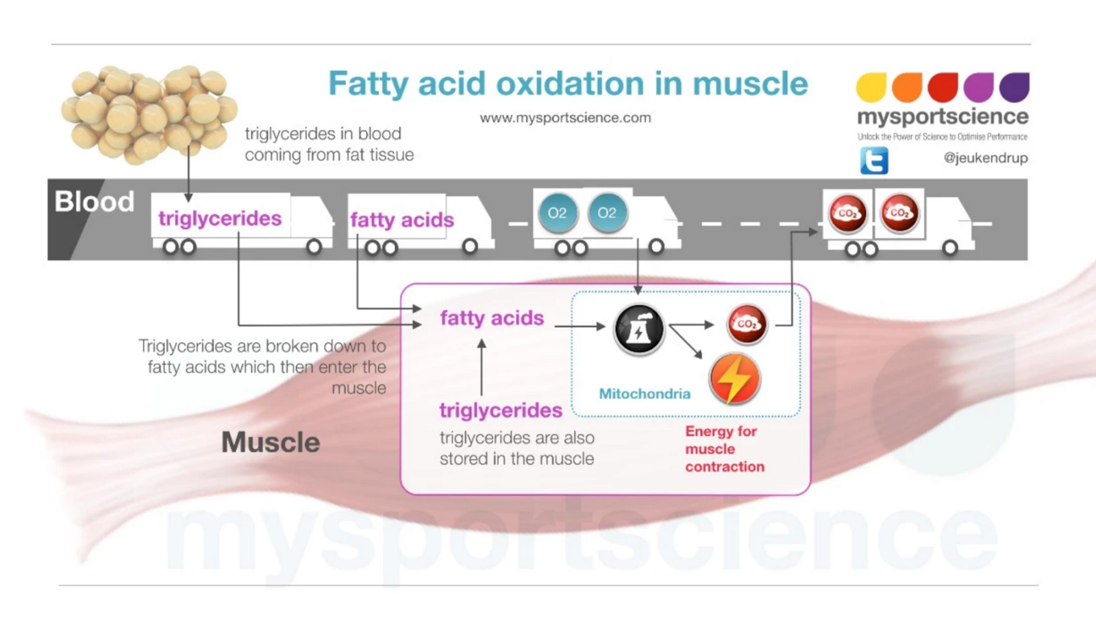 What Science Says about Fasted Exercise - by Brady Holmer