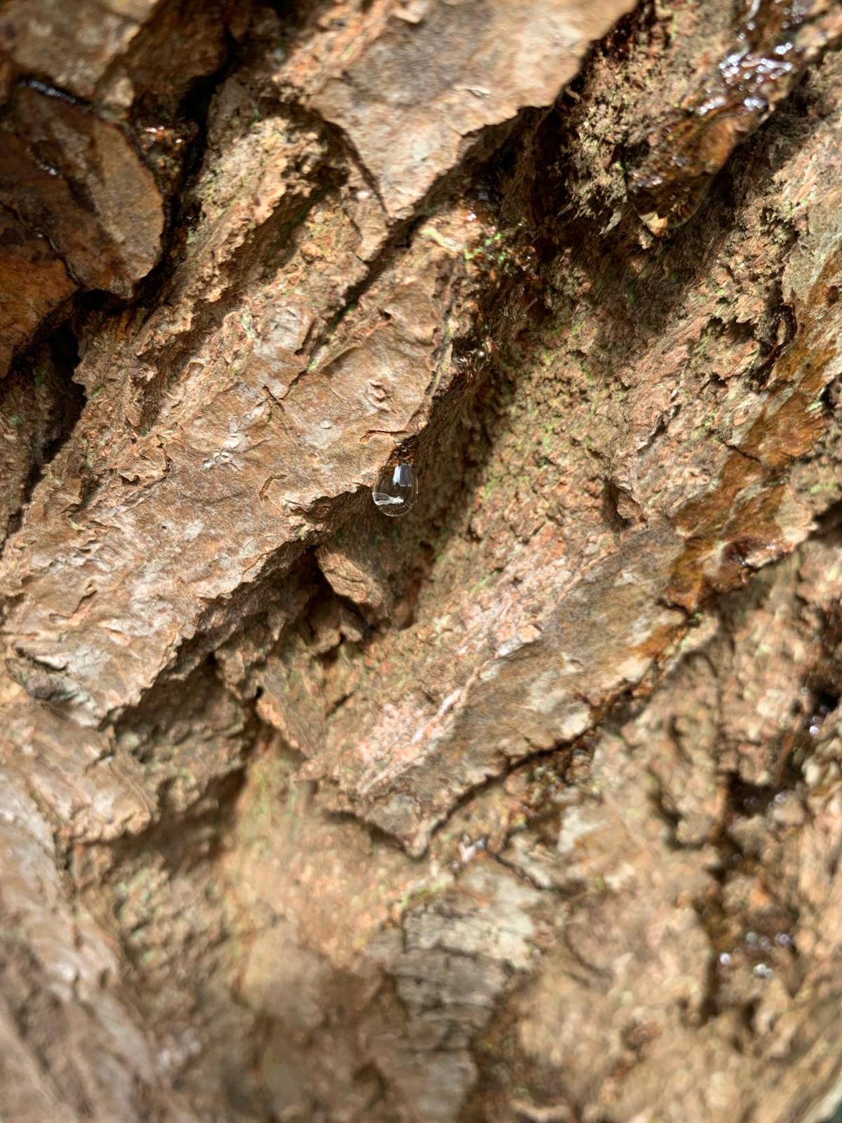 ancient, ancestor, memory, landscape