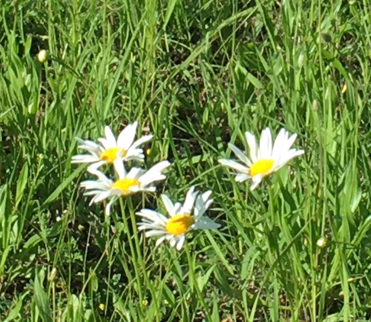 Spring Walk - by David Trombley - Healing is Living!