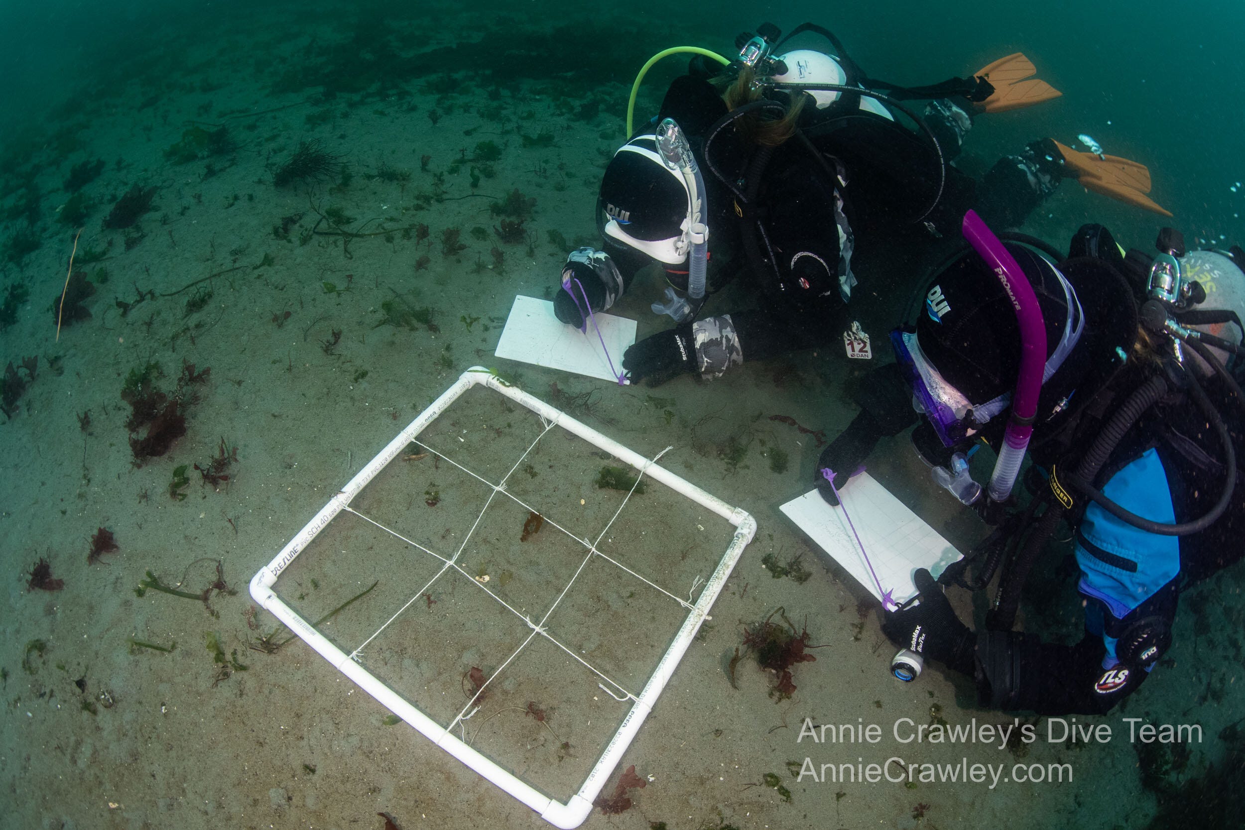 AI x Coral Reef Monitoring: An Introduction - by Ish