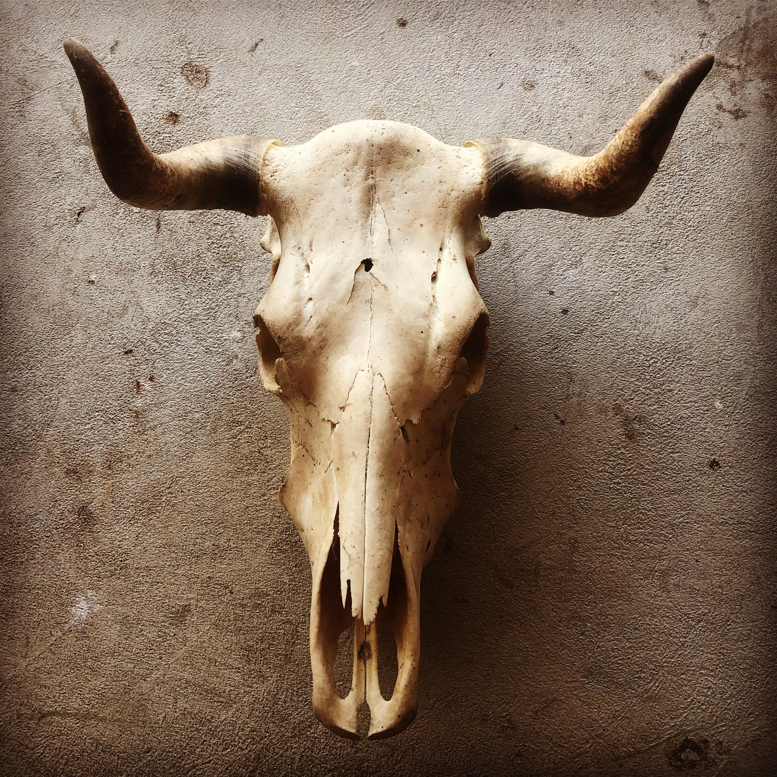 Horns - Cattle Culture