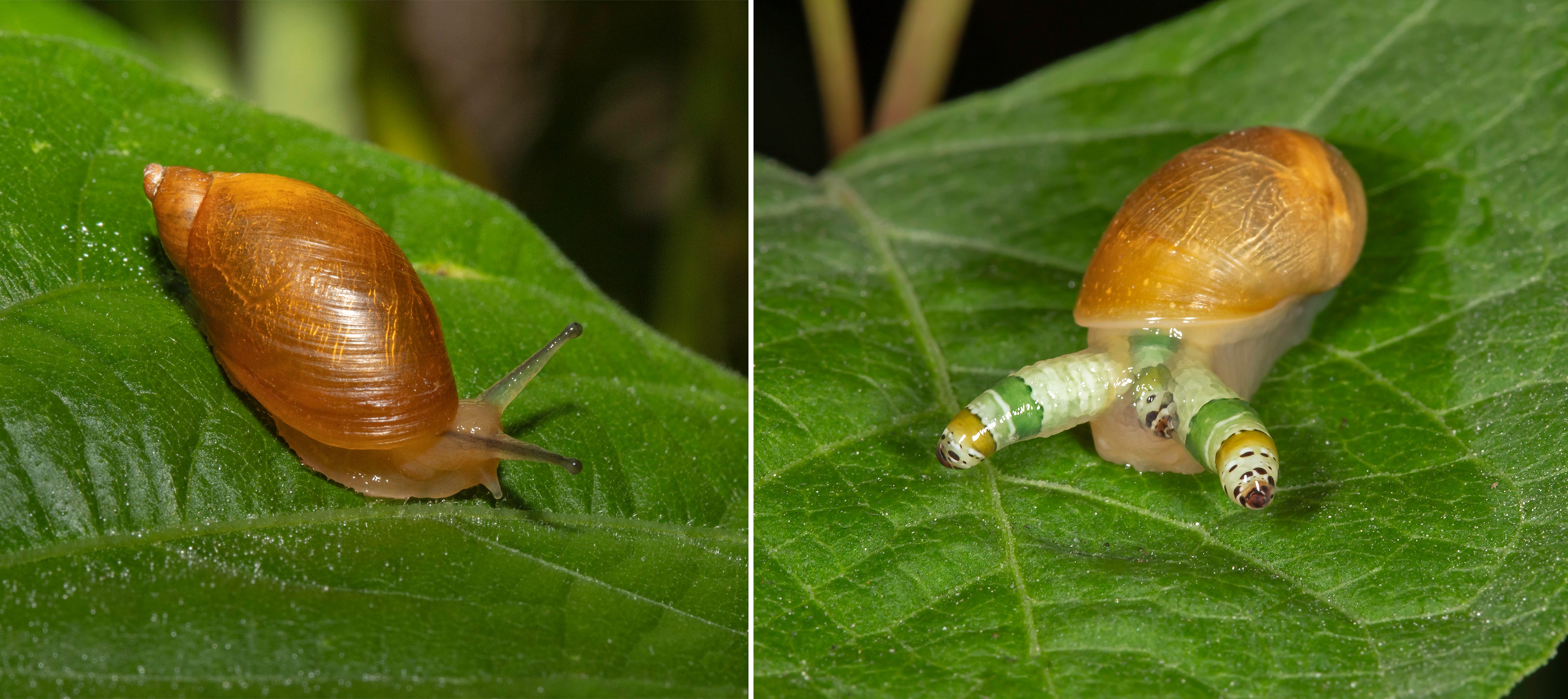 A Parasite, Clickbait and Honesty - by Bryan Pfeiffer