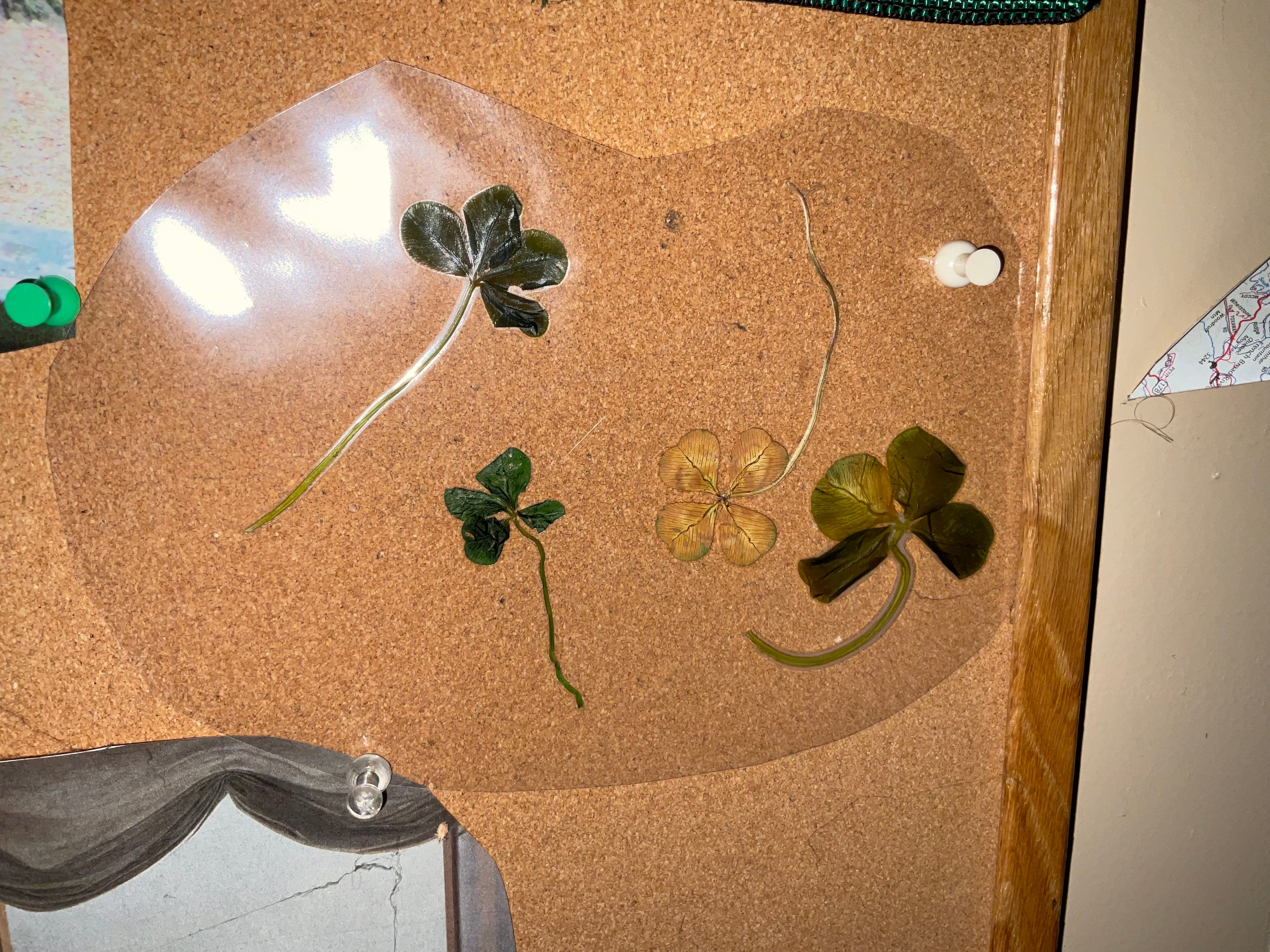 Four 4 Leaf Clovers By Buffalo Ken