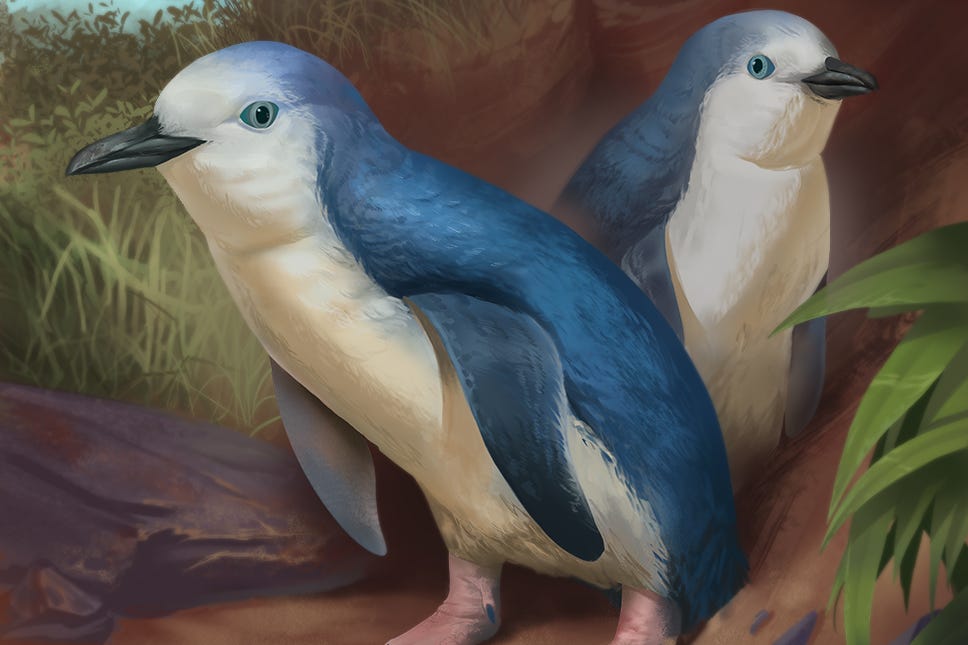 🐧 Ancient Penguins, Mars Helicopter, Nobel Prize